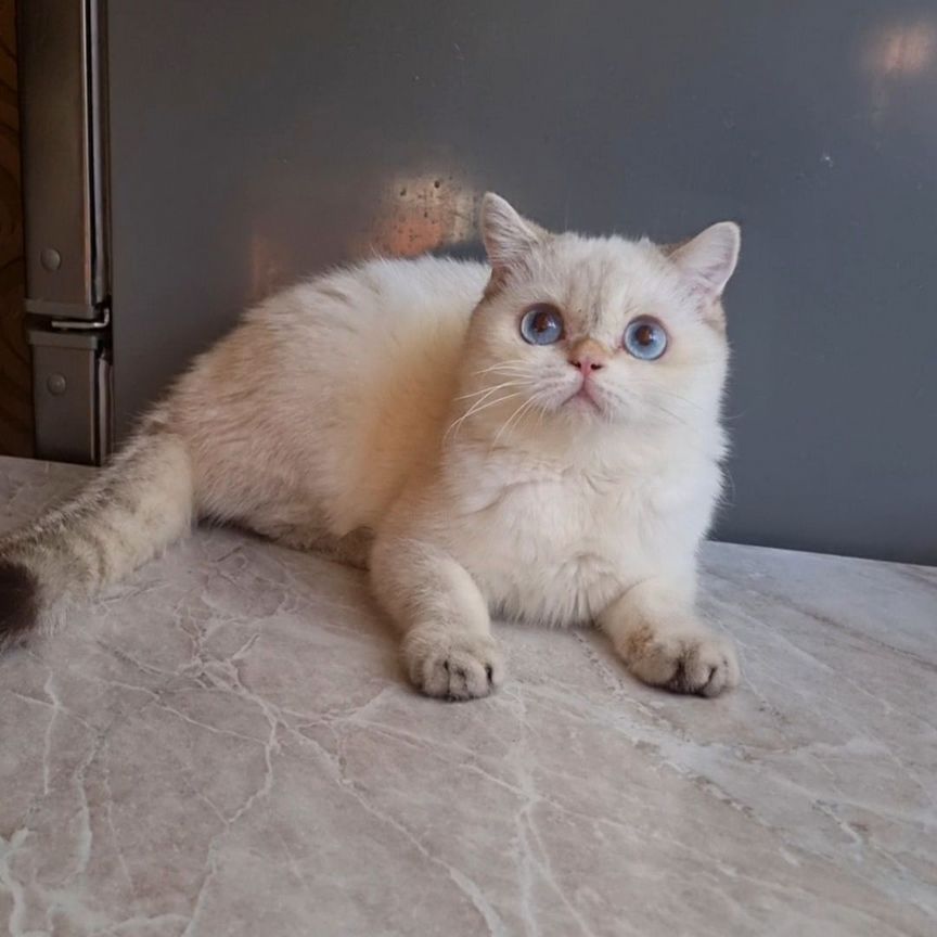 Мальчик золотой колорпойнт