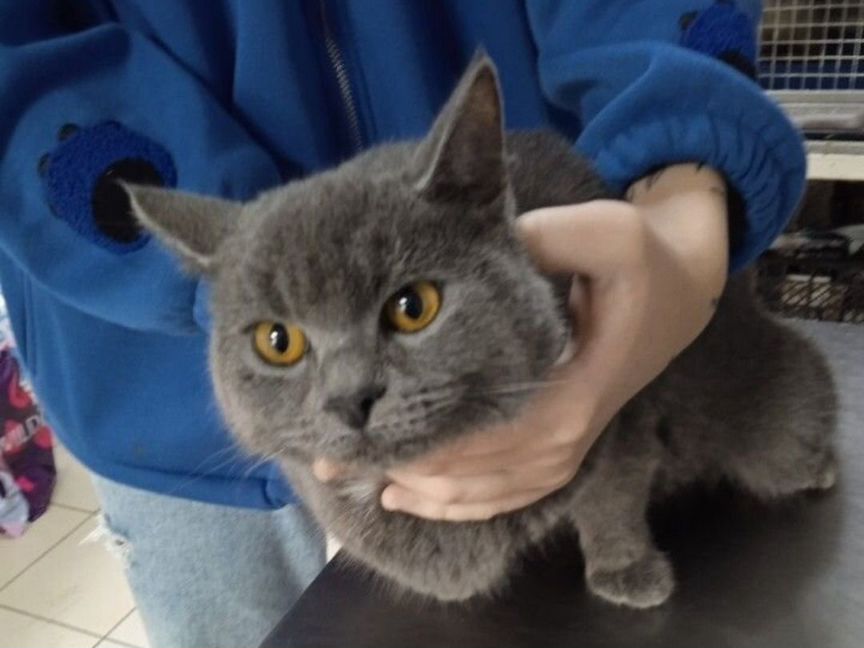Кошечка девочка потерялась и ищет новый дом