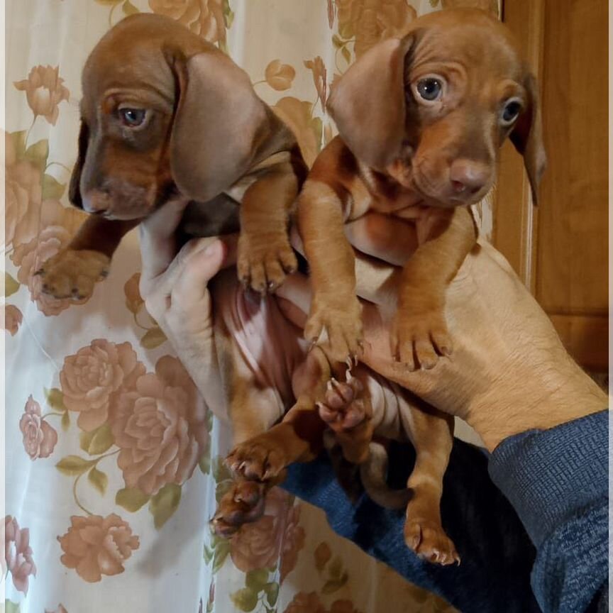 Щенки таксы