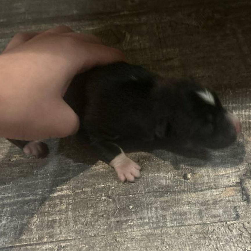 Щенки хаски