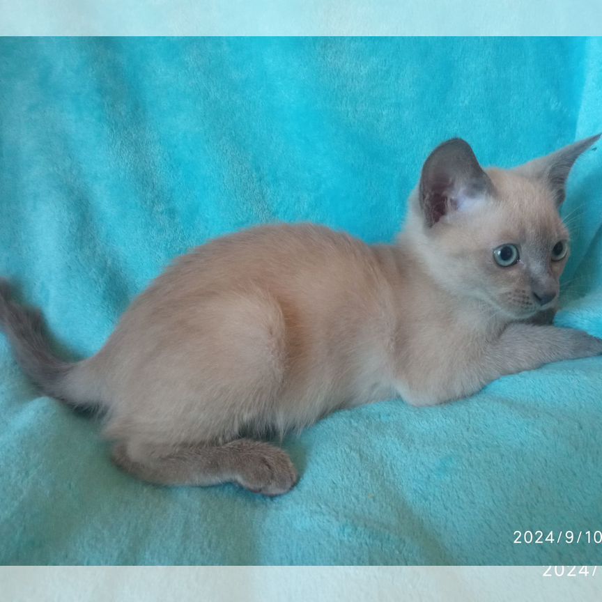 Тайский котенок