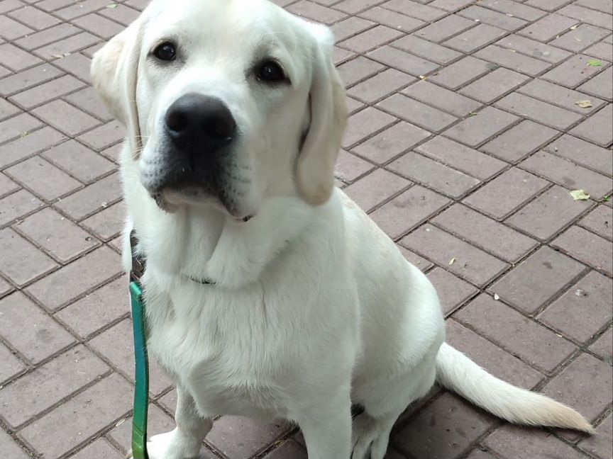 Отдам лабрадора