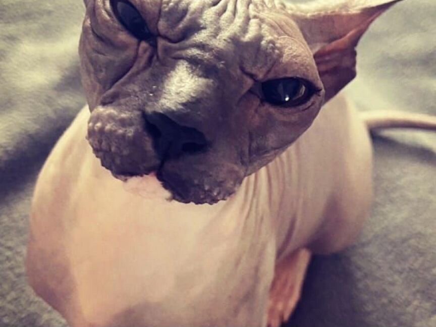 Донской сфинкс девочка