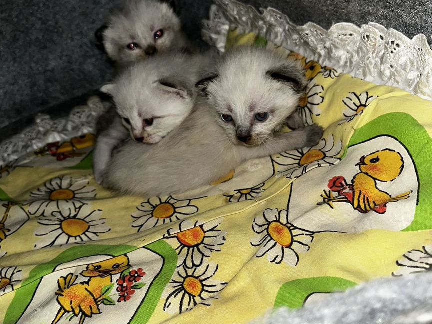 Котята Тайские блю тебби пойнт
