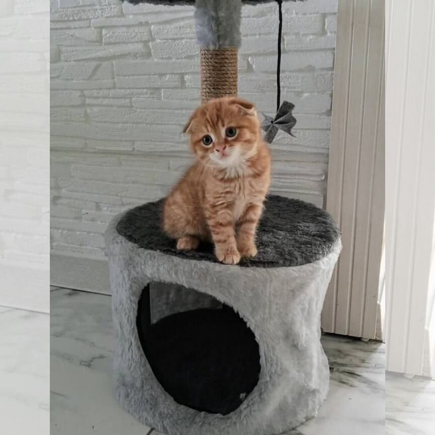 Когтеточка для кошек с домиком