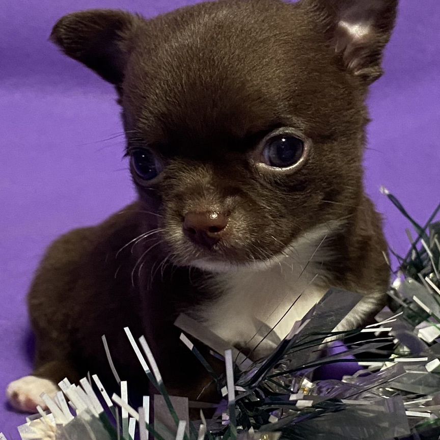 Чихуахуа мальчики