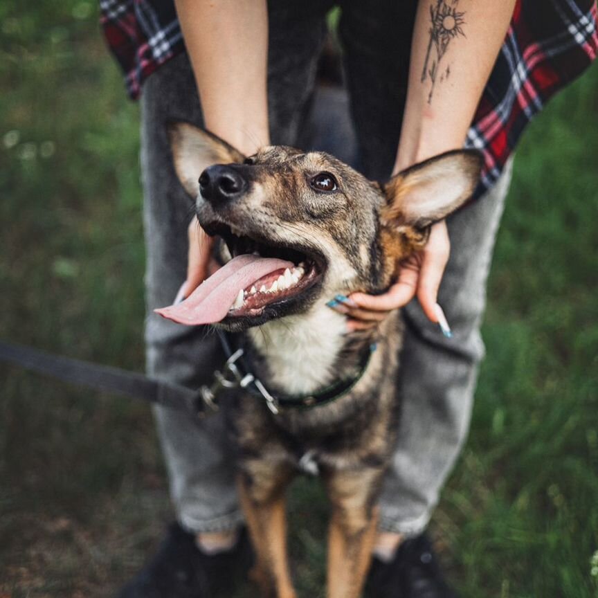 Ская ищет дом