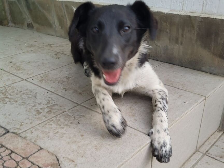 Собака стерилизованная девочка 11 месяцев