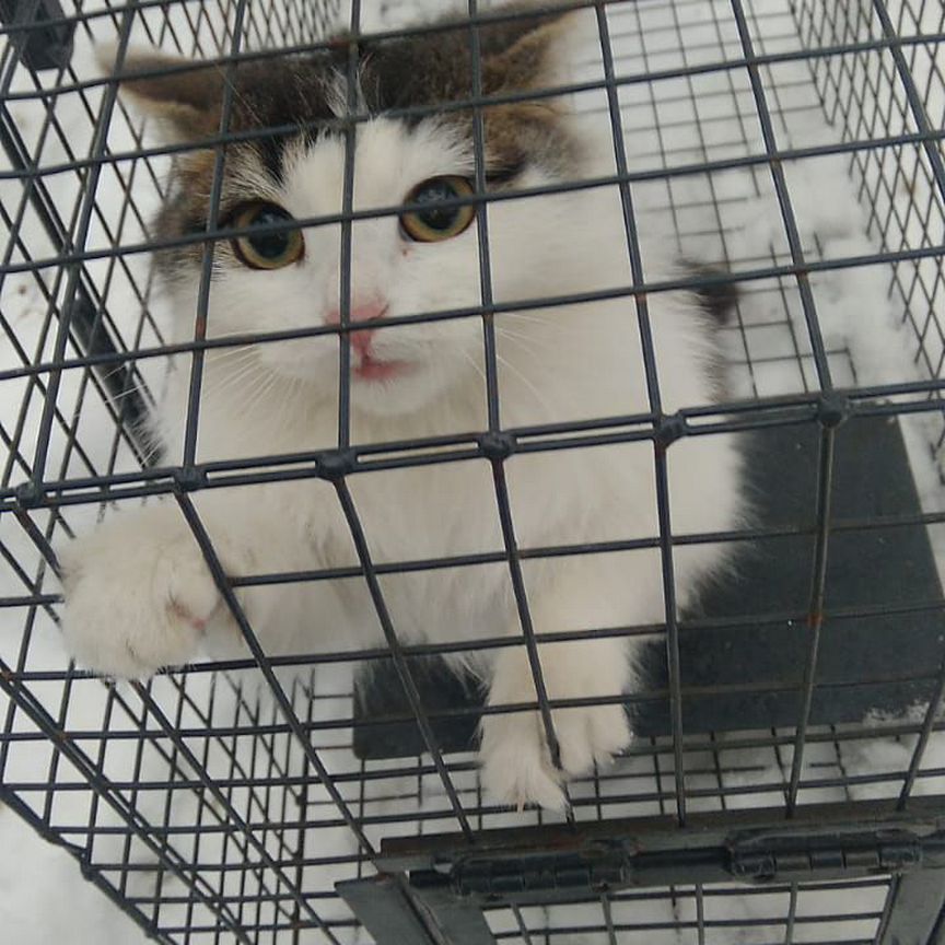Спасите котенка