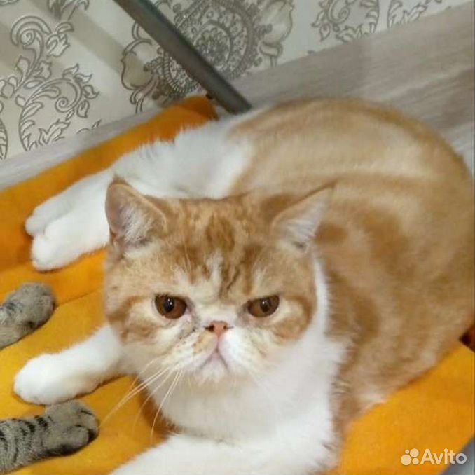 Экзотический короткошерстный перс