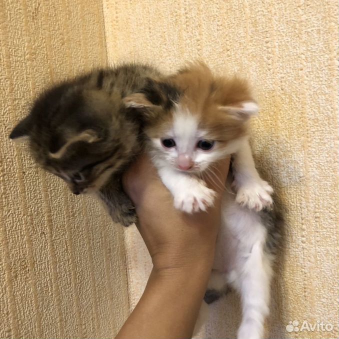 Коржик, Карамелька и Компот