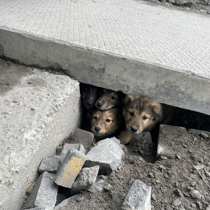 Щенок в добрые руки бесплатно