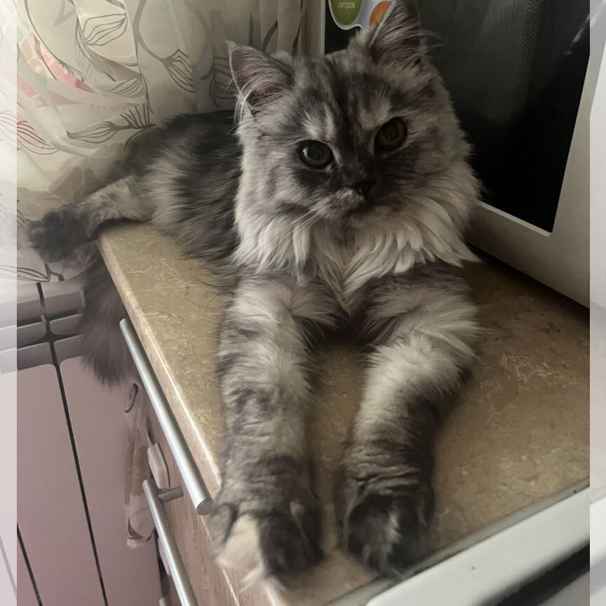 Персидская кошка
