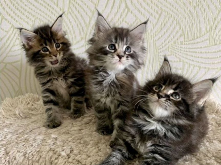 Мохнатая семья