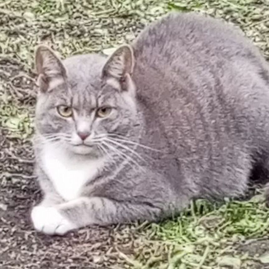 Домашние животные котята