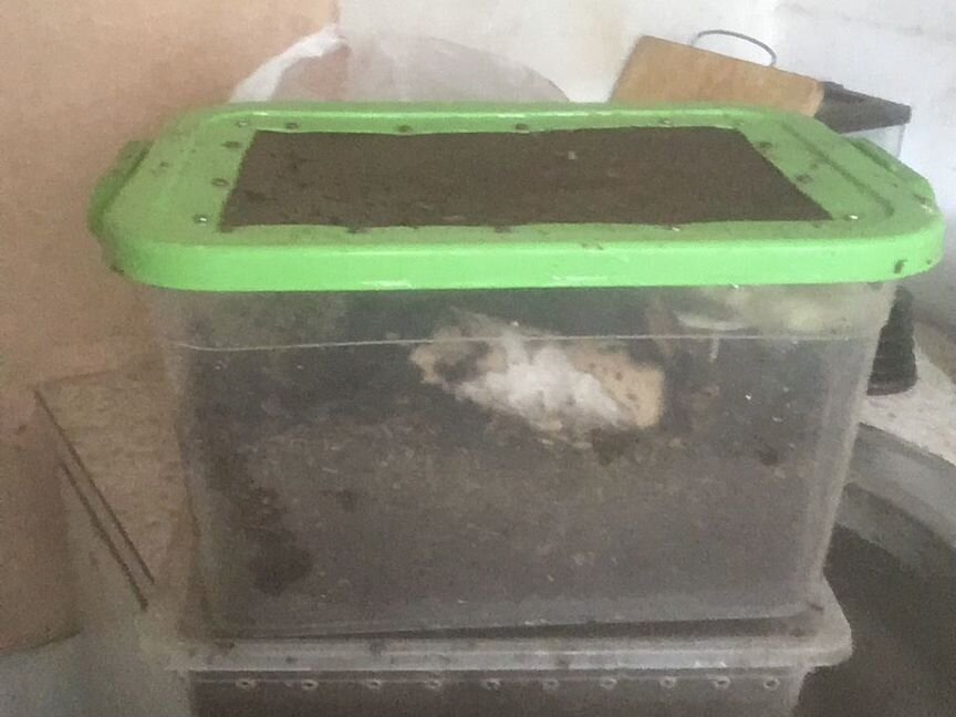 Тараканы на корм