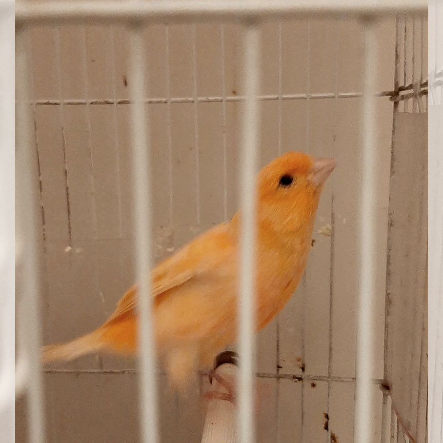 Канарейки самец и самки