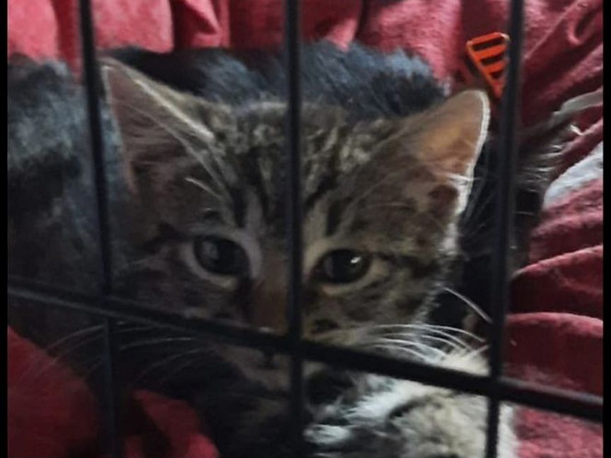 Котята ищут дом