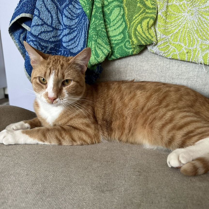 Отдам кота