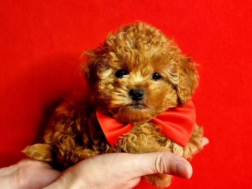 Тедди пудель