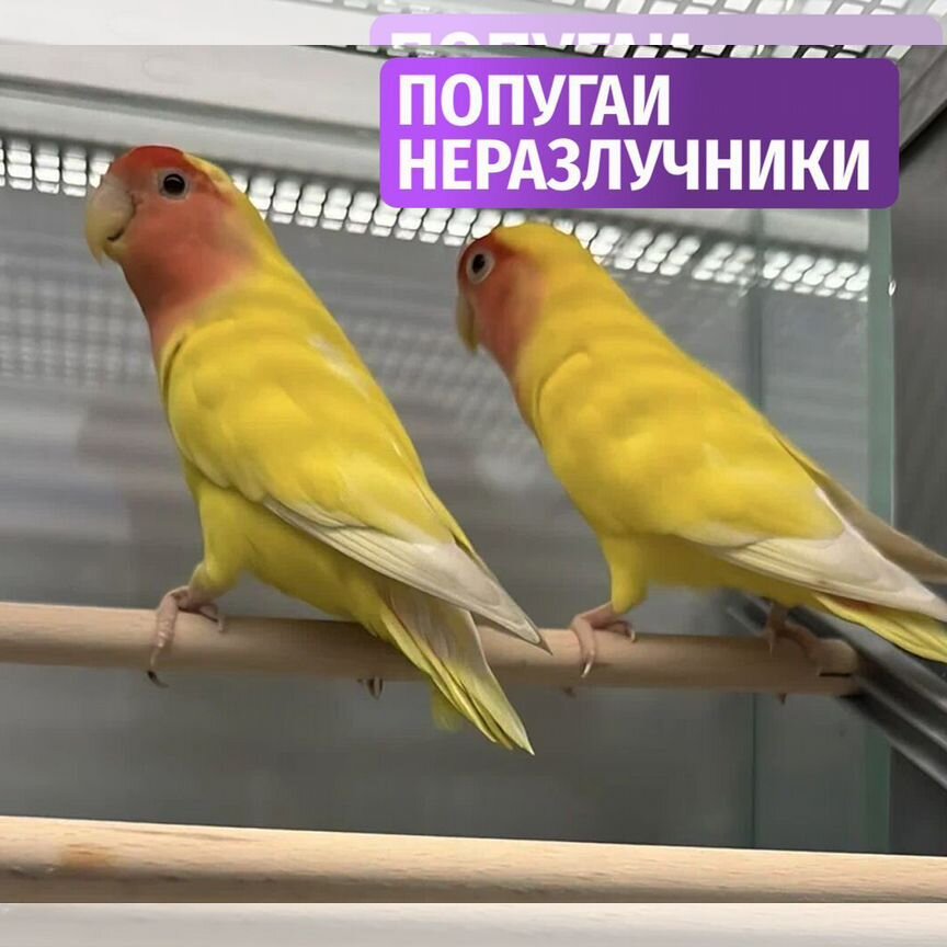 Попугаи Неразлучники
