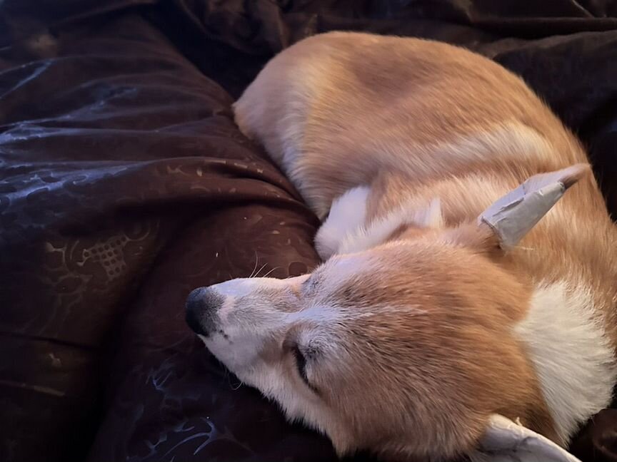 Домашние животные собаки щенки