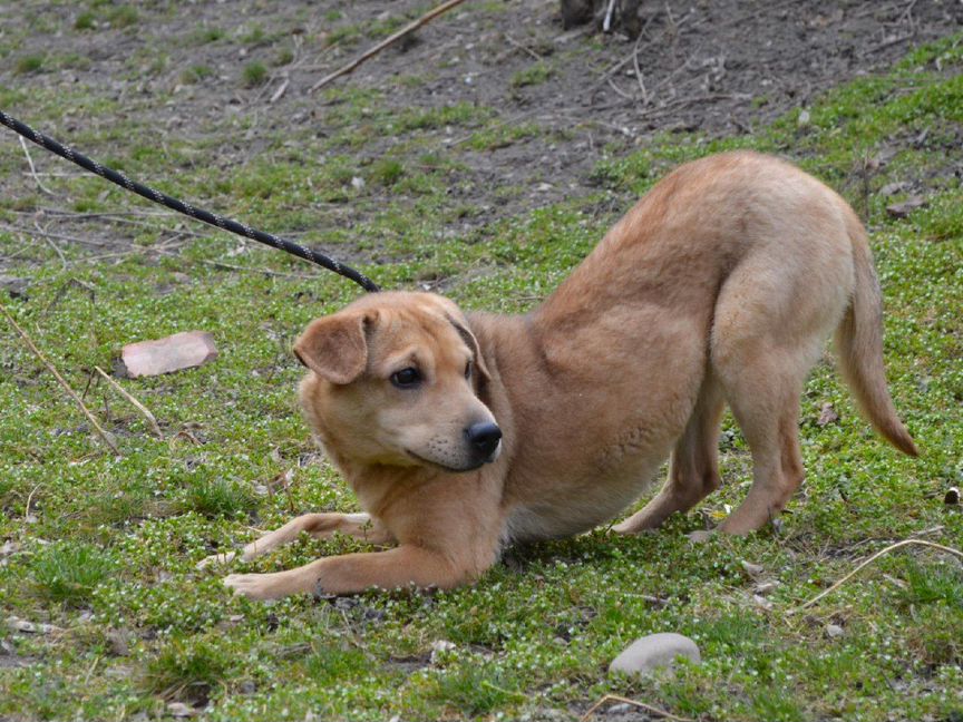 Шери в поисках семьи