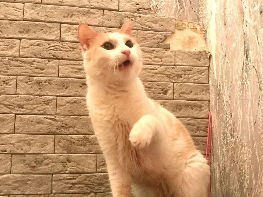 Федор