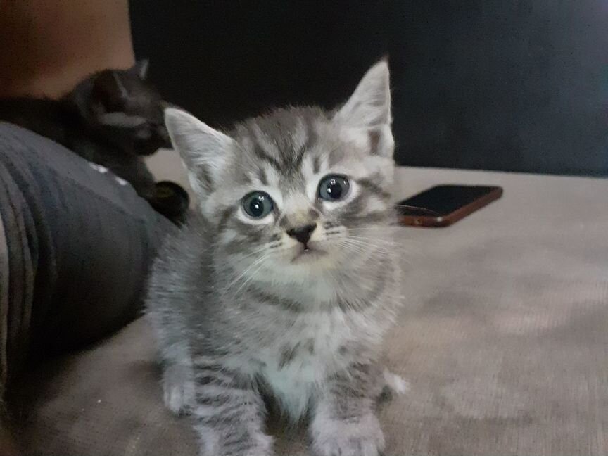 Чудные котятки