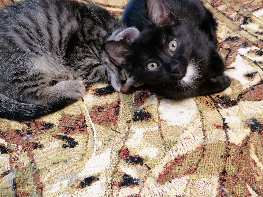 Котики - братики