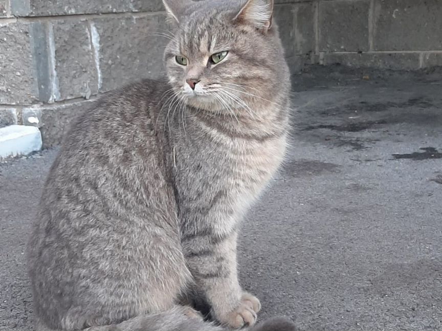 В добрые руки