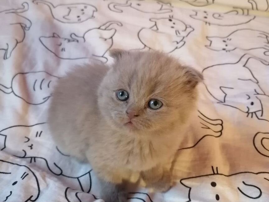 Британские котята