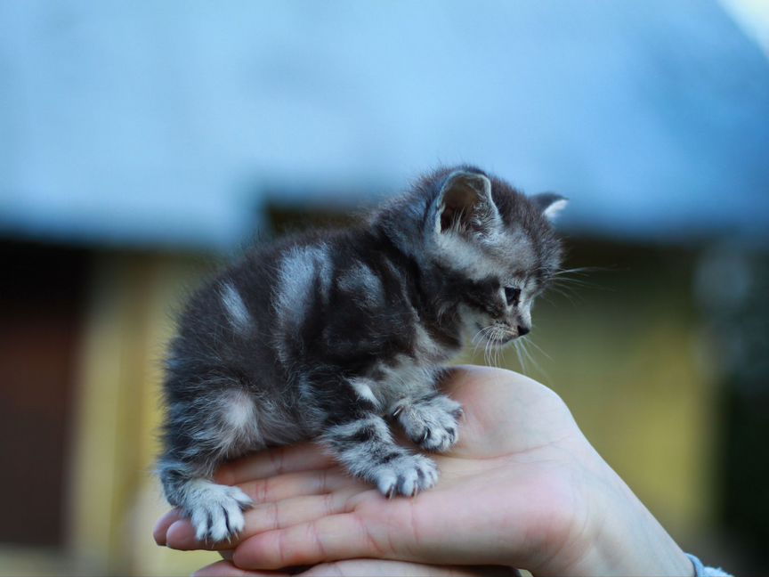 Котенок мальчик ищет дом