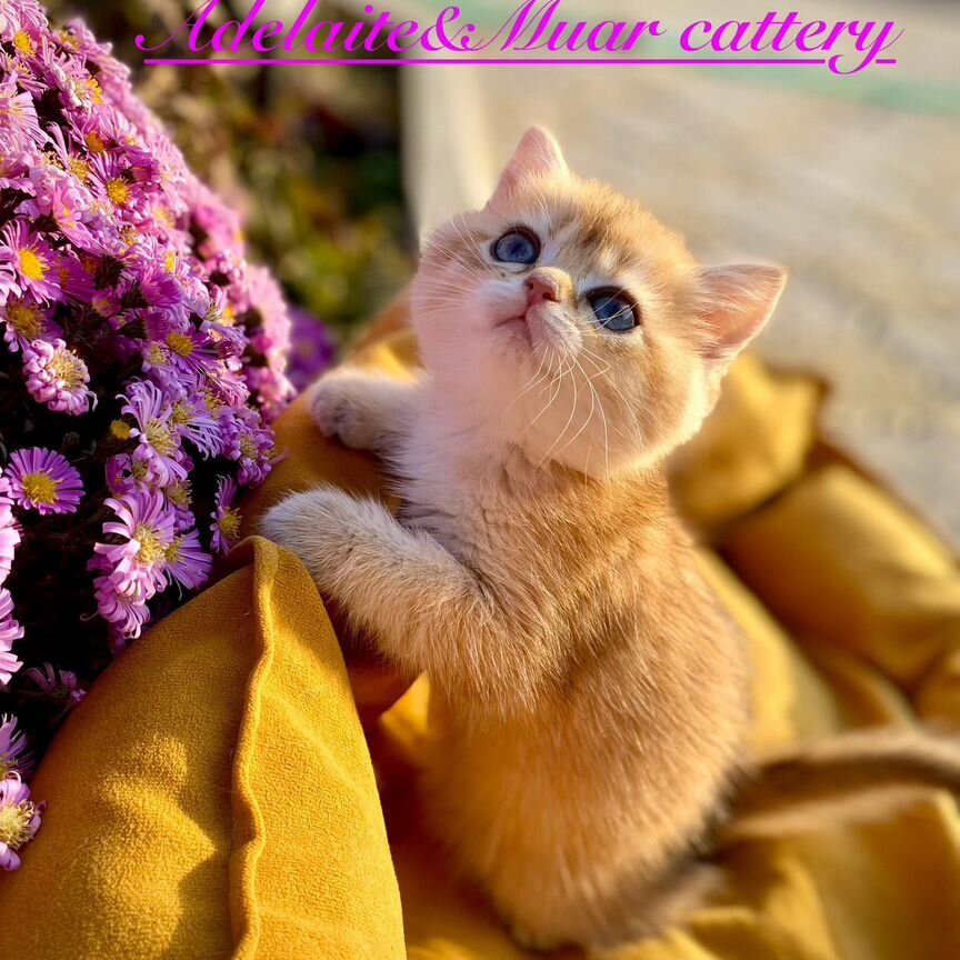 Британка Alfa de Max Adelaite&Muar котенок