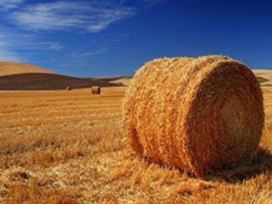 Солома +доставка бесплатно