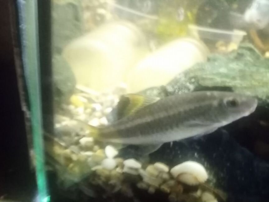 Аквариумная рыбка "водрослеед"