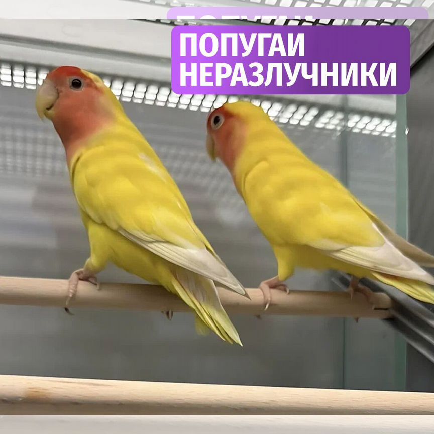 Попугай Неразлучник