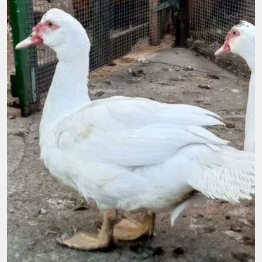 Утки Шептуны