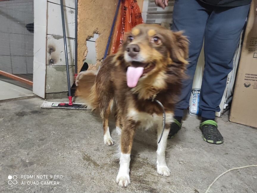 Красивая собака в добрые руки