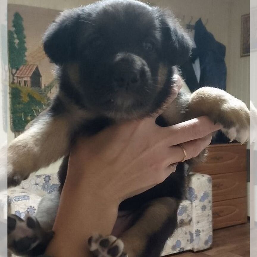 Австралийская овчарка, щенок