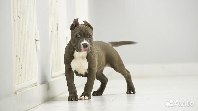 Американский Булли XL - очень крупная девочка