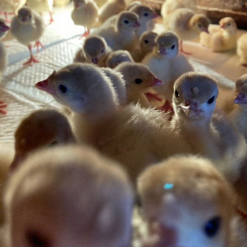 Индюшата Биг6 и Конвертеры