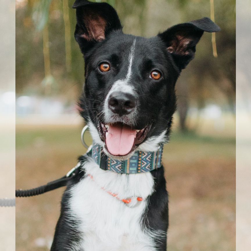 Очень ласковый пес Елей ищет свою семью