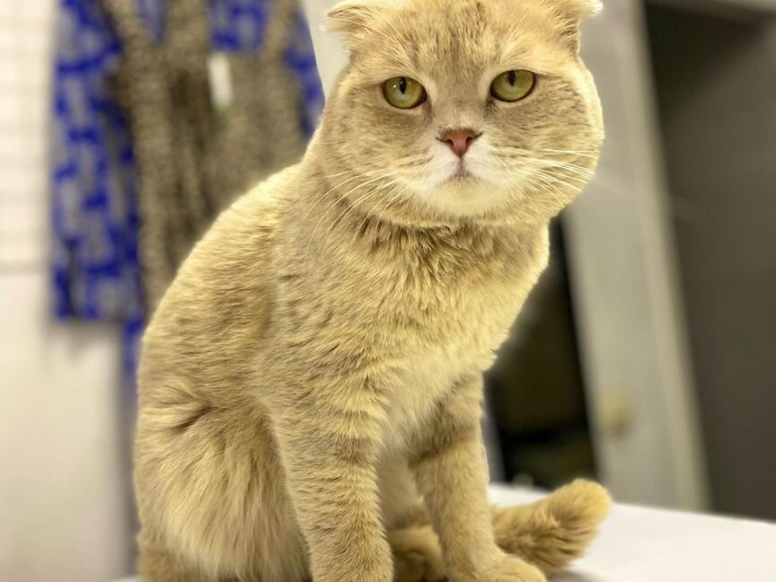 Вислоухий озорник