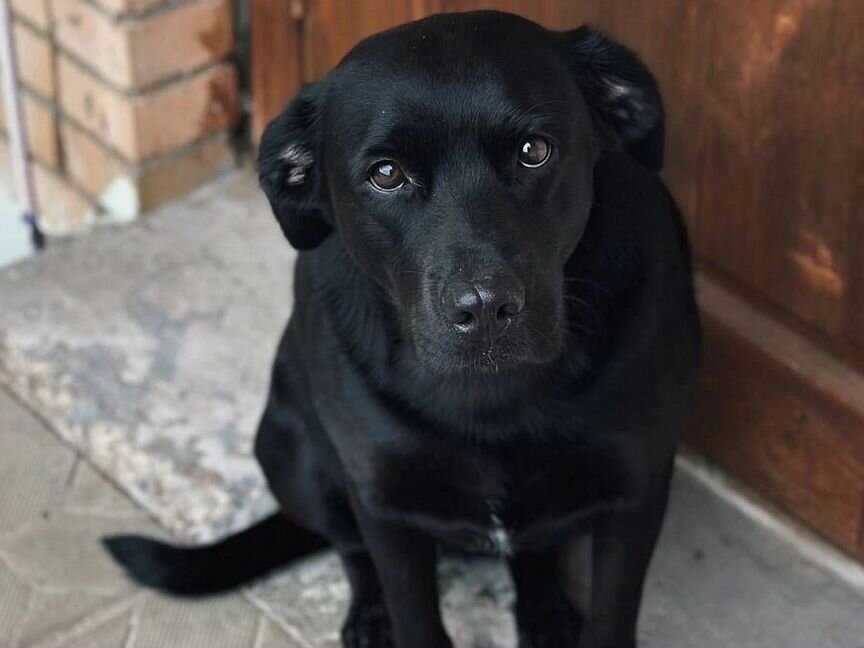 Лабрадор в добрые руки (метис)