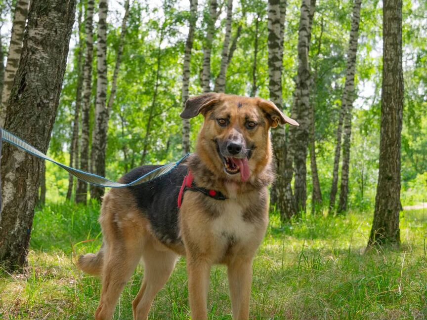 Замечательная Собака ищет семью