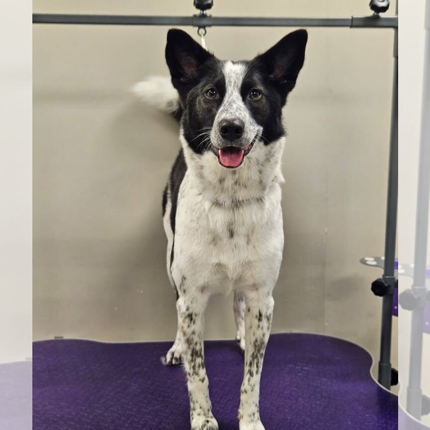 Взрослая собака в добрые руки