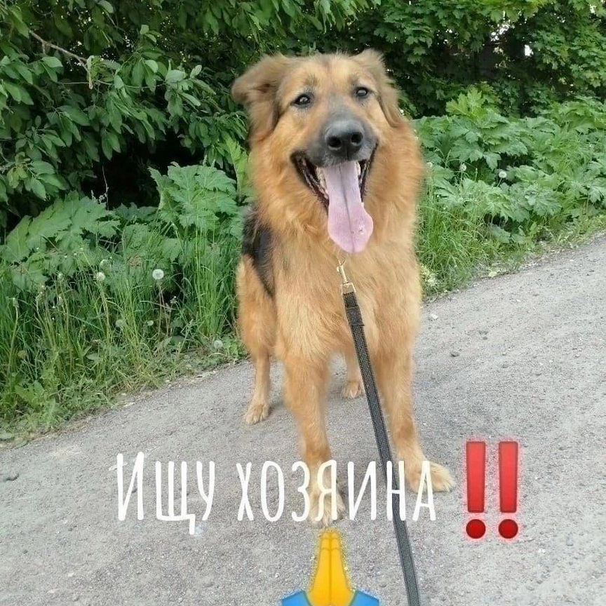 Отдам в добрые руки собаку Боб