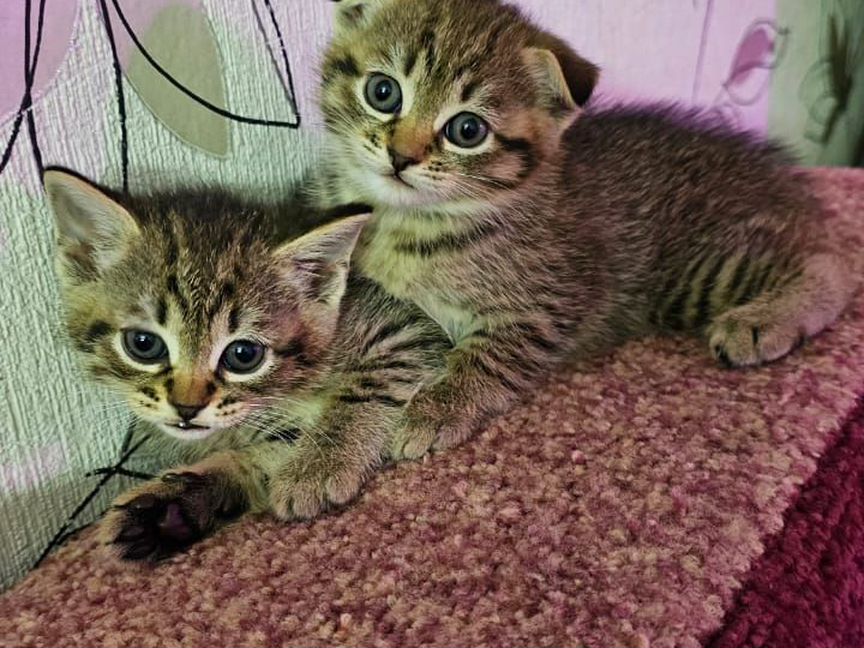 Котятки