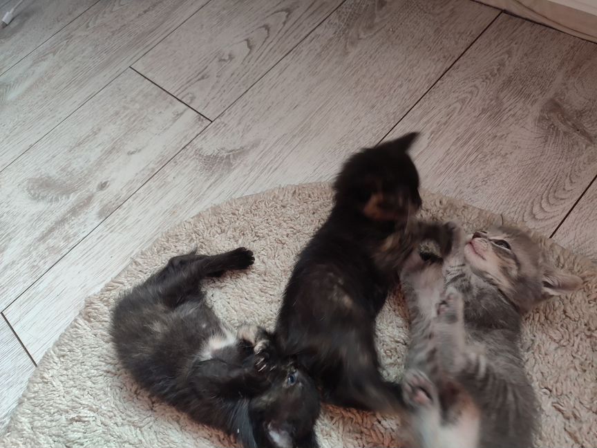 Отдадим трёх шотландских котят